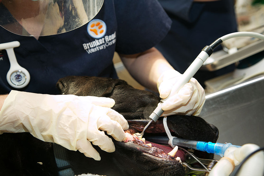 Gum disease in dogs – SPVC Veterinary Medicine Trading